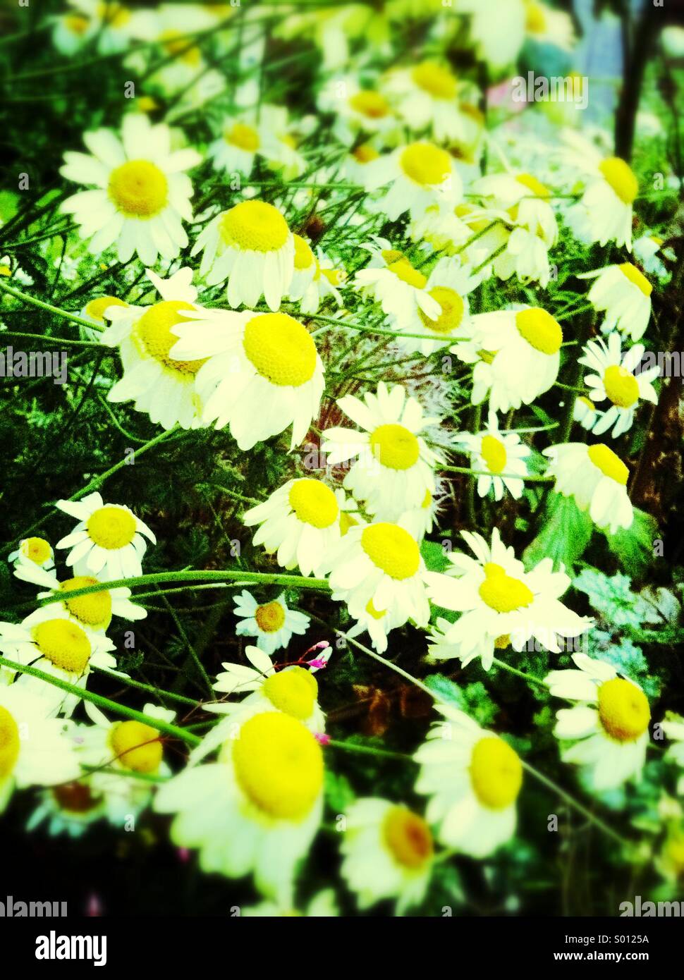 Daisy flowers field Stock Photo - Alamy