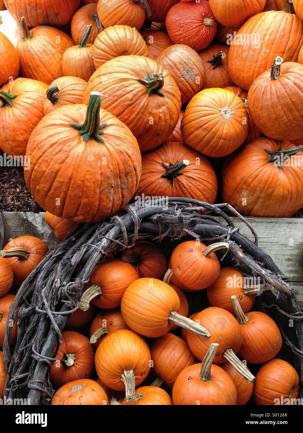 Vermont pumpkins hi-res stock photography and images - Alamy