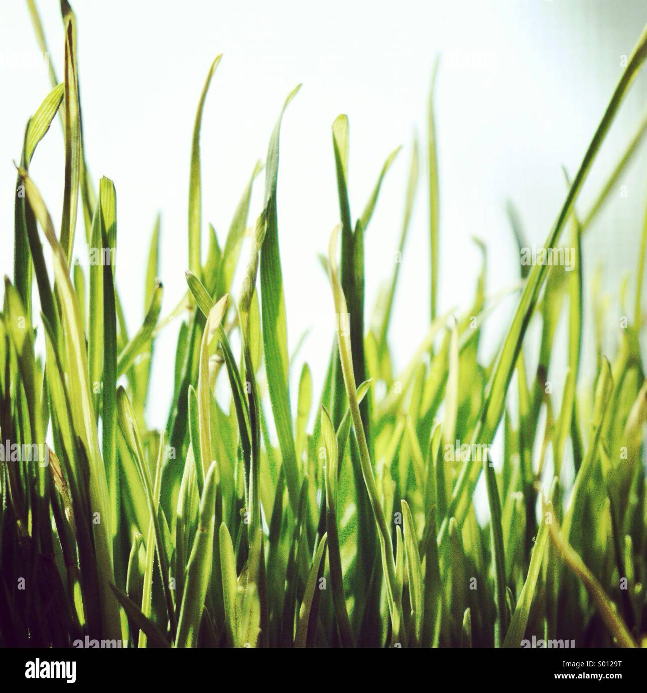 Blades of grass hi-res stock photography and images - Alamy