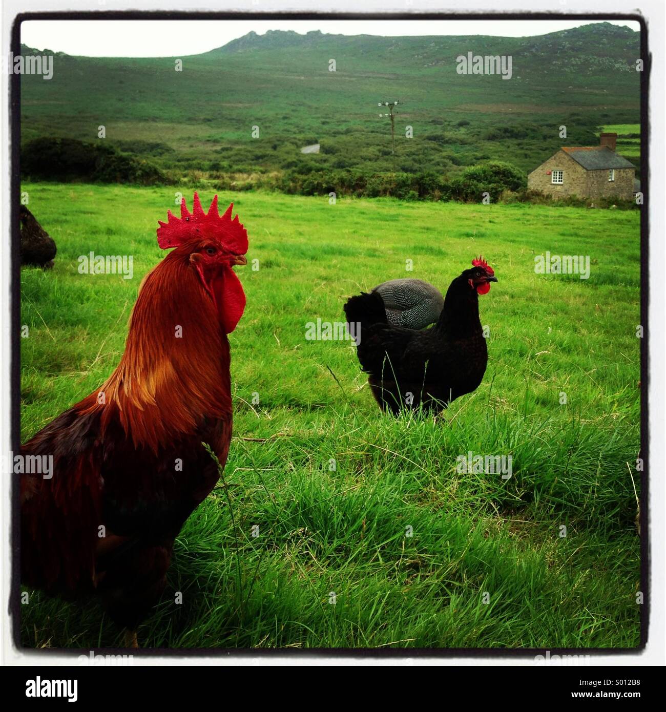 Chickens cockerel hi-res stock photography and images - Alamy