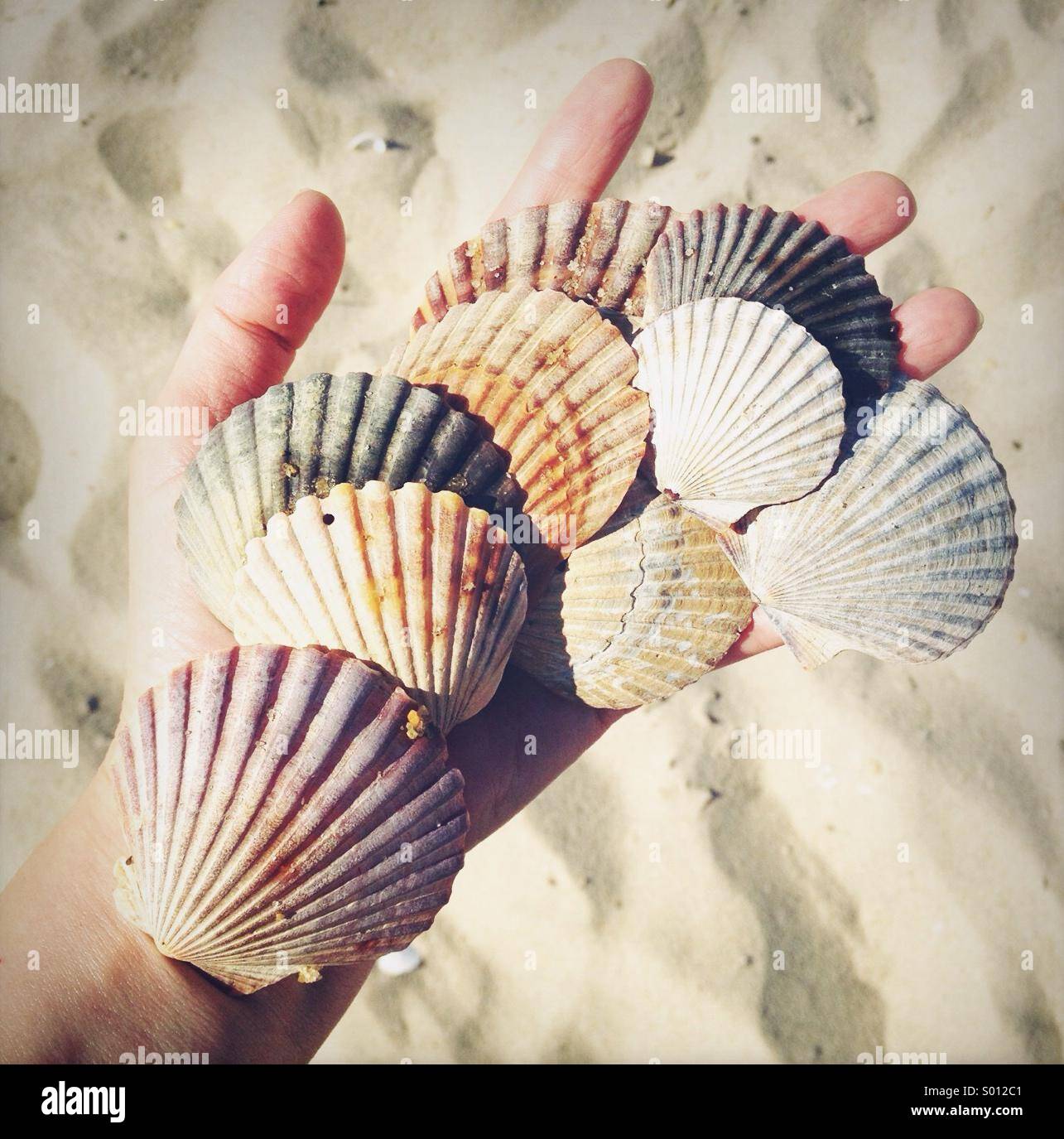 Seashells collected on the beach Stock Photo - Alamy