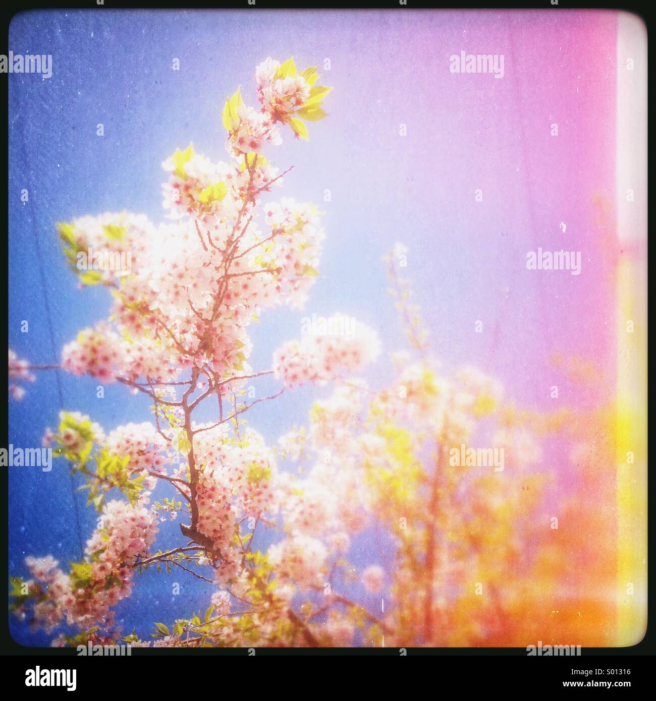 Stylised flowers hi-res stock photography and images - Alamy