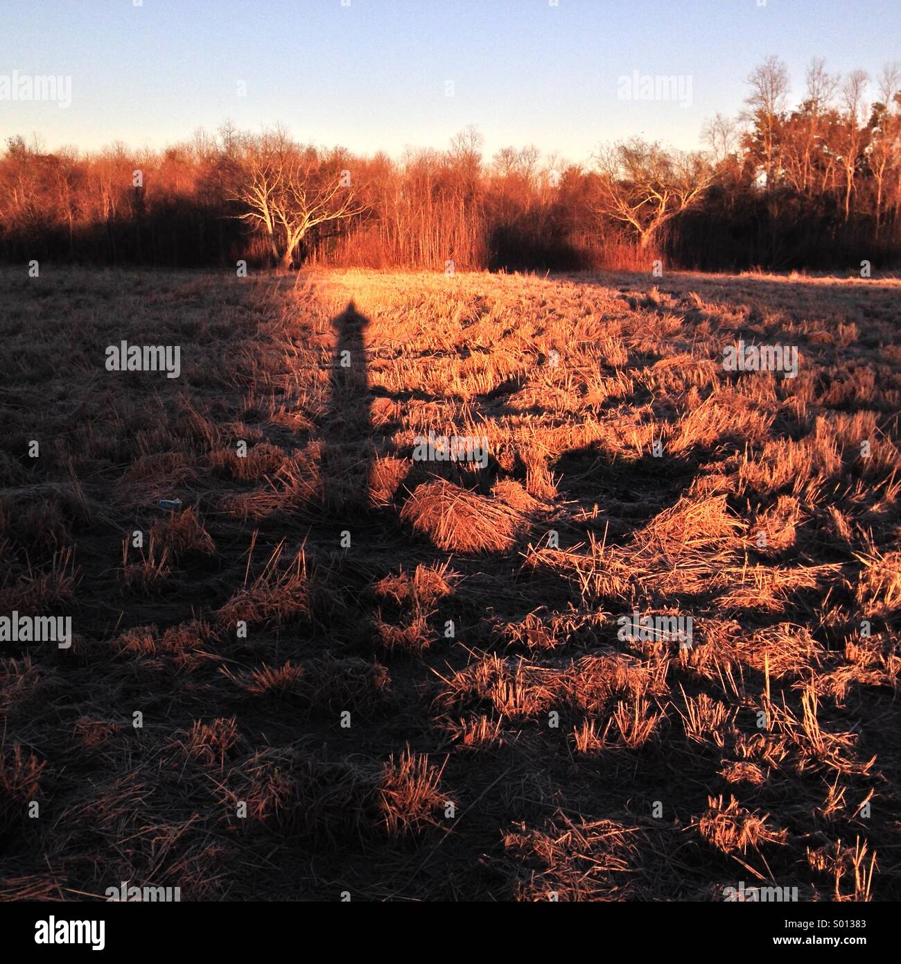 Tall dusk shadow over winter open fields Stock Photo - Alamy