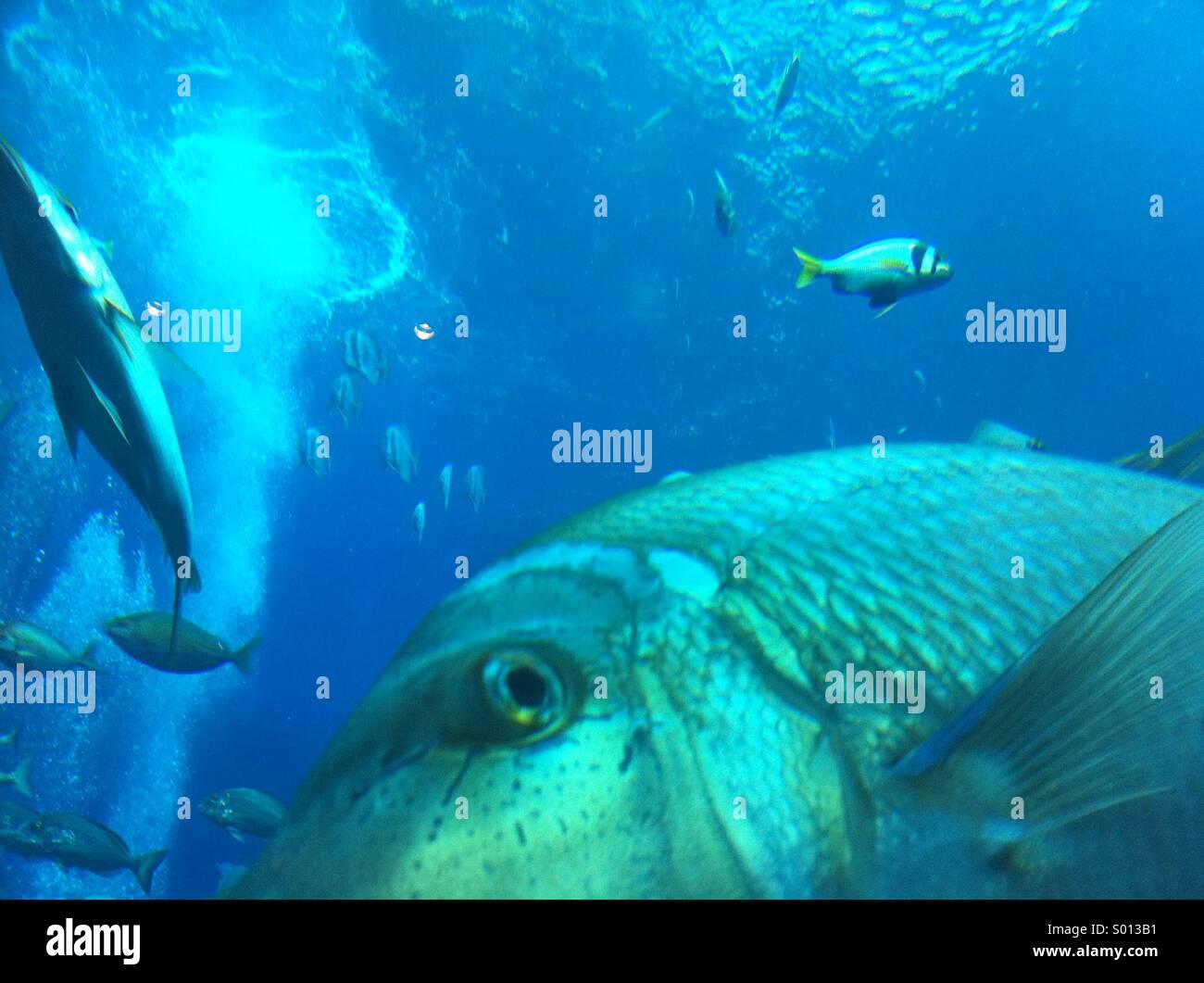 Indian ocean fish hi-res stock photography and images - Alamy