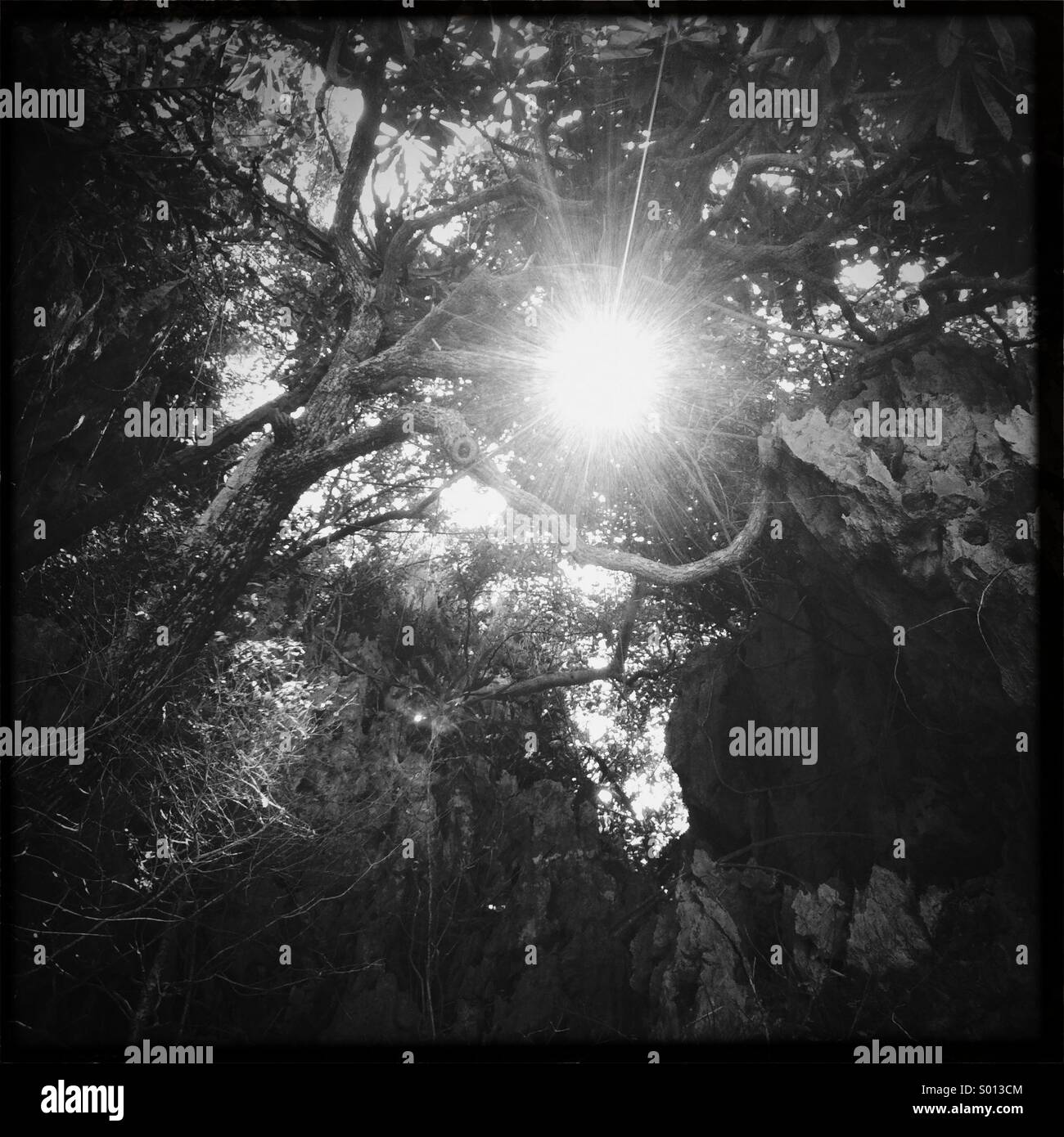 Sun through the jungle trees hi-res stock photography and images - Alamy