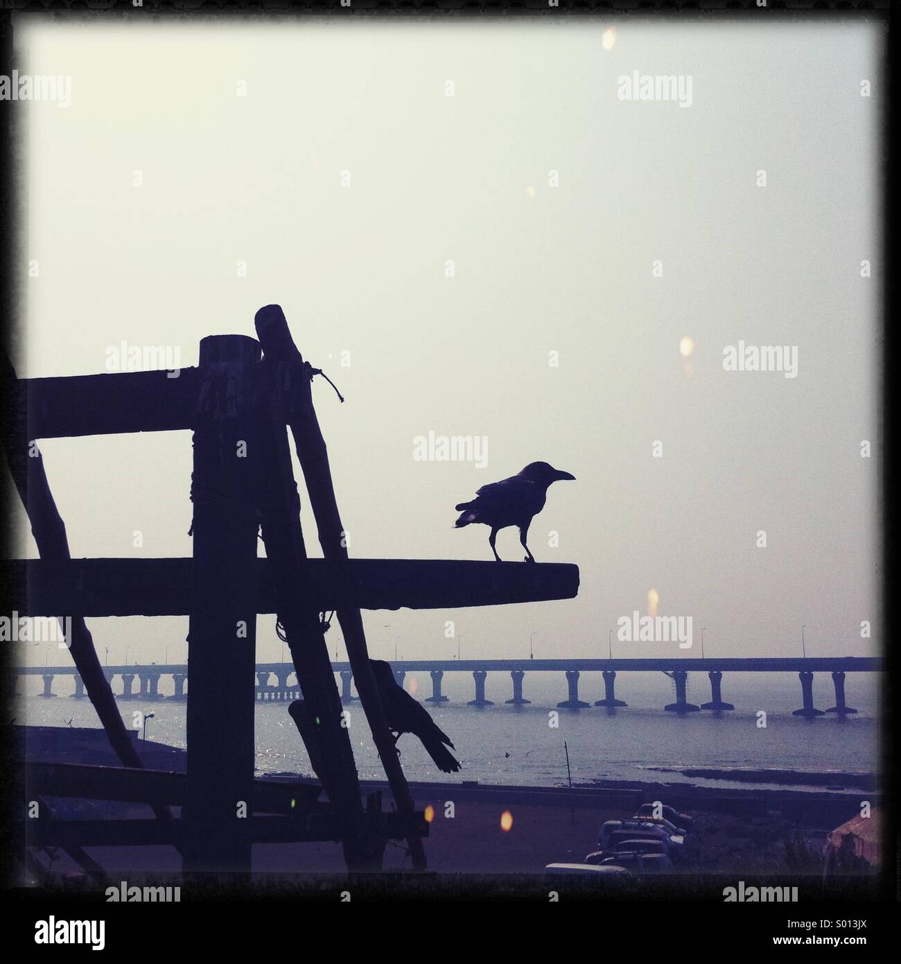 Bird on seaside Stock Photo - Alamy