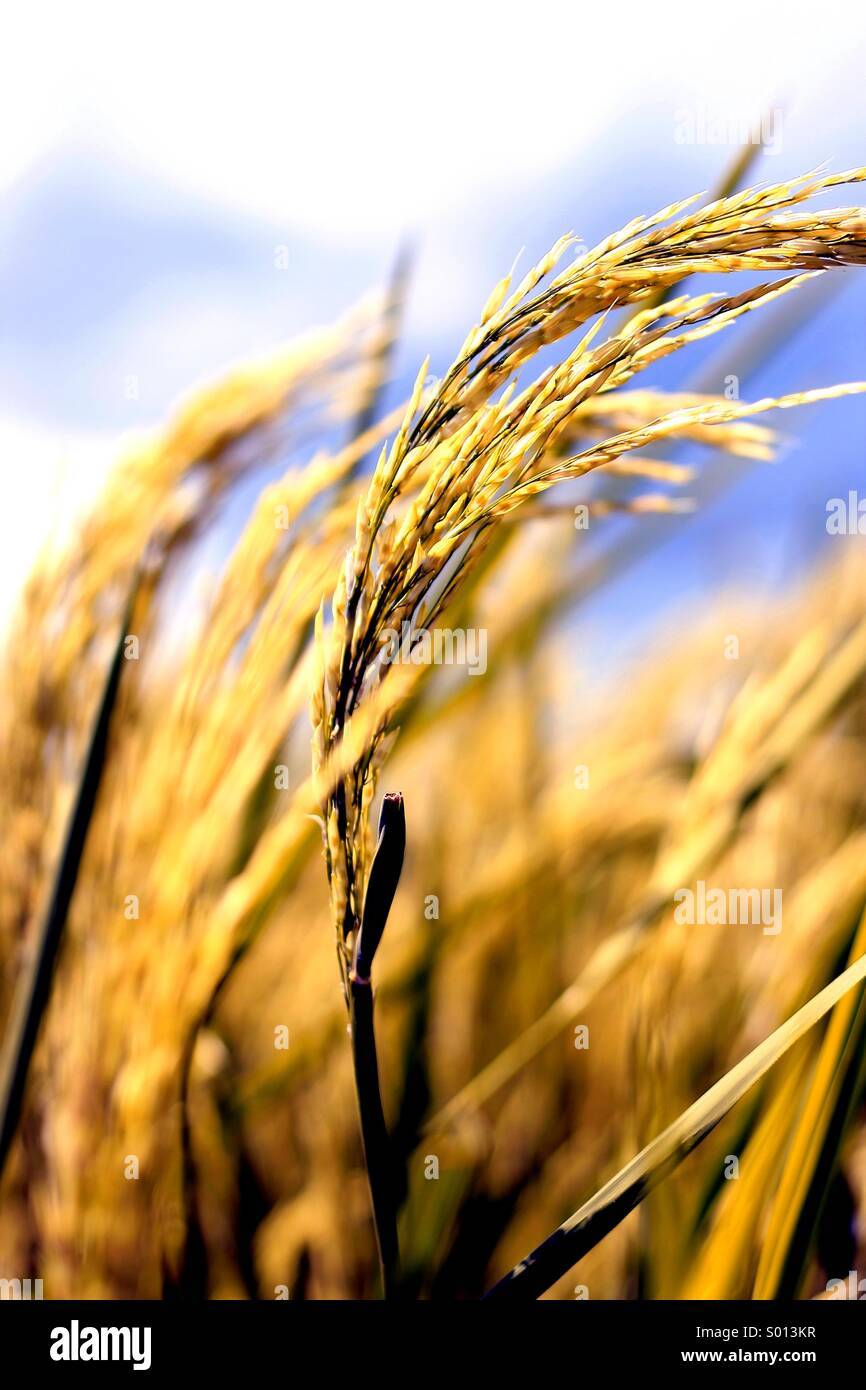Rice stalk hi-res stock photography and images - Alamy