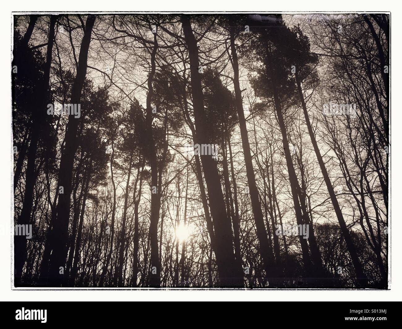 Sunrise with pine trees hi-res stock photography and images - Alamy