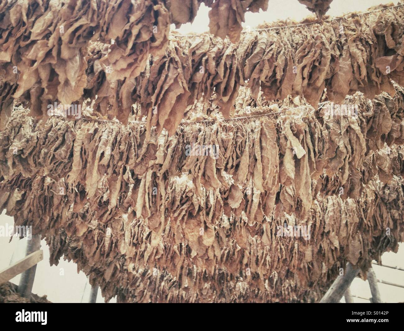 Tobacco balkans hi-res stock photography and images - Alamy