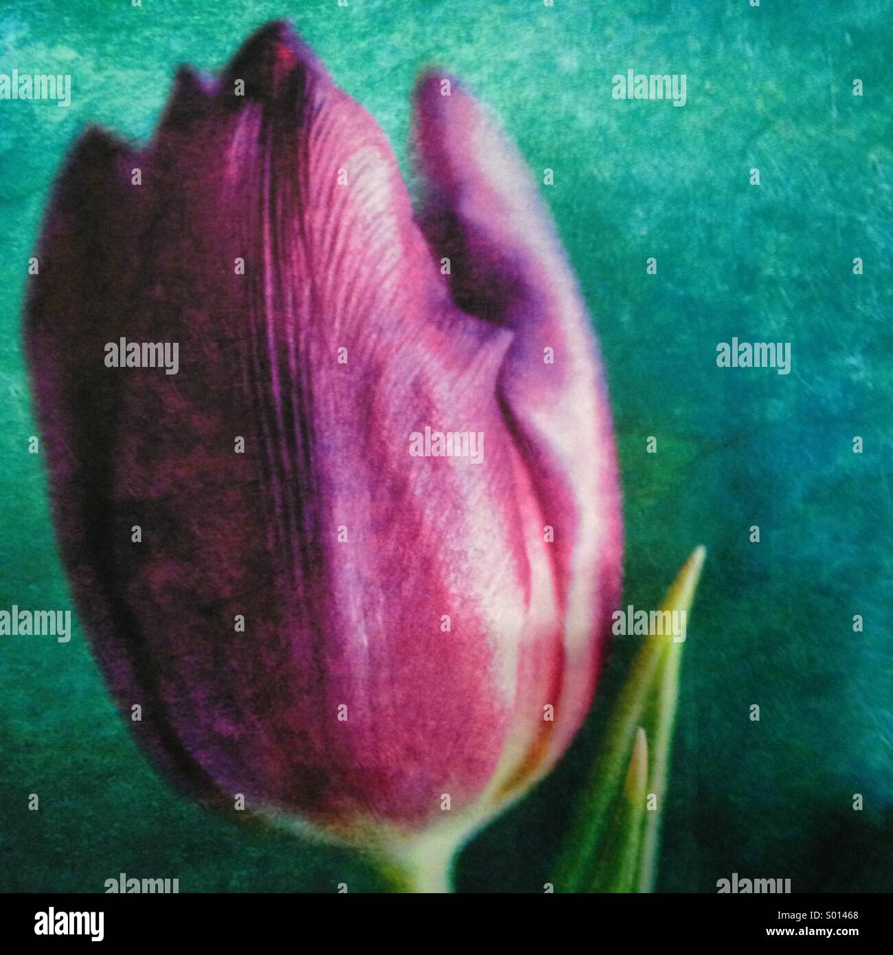 Tulip texture hi-res stock photography and images - Alamy