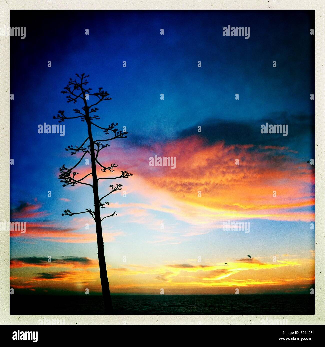 Tree at sunset Stock Photo - Alamy