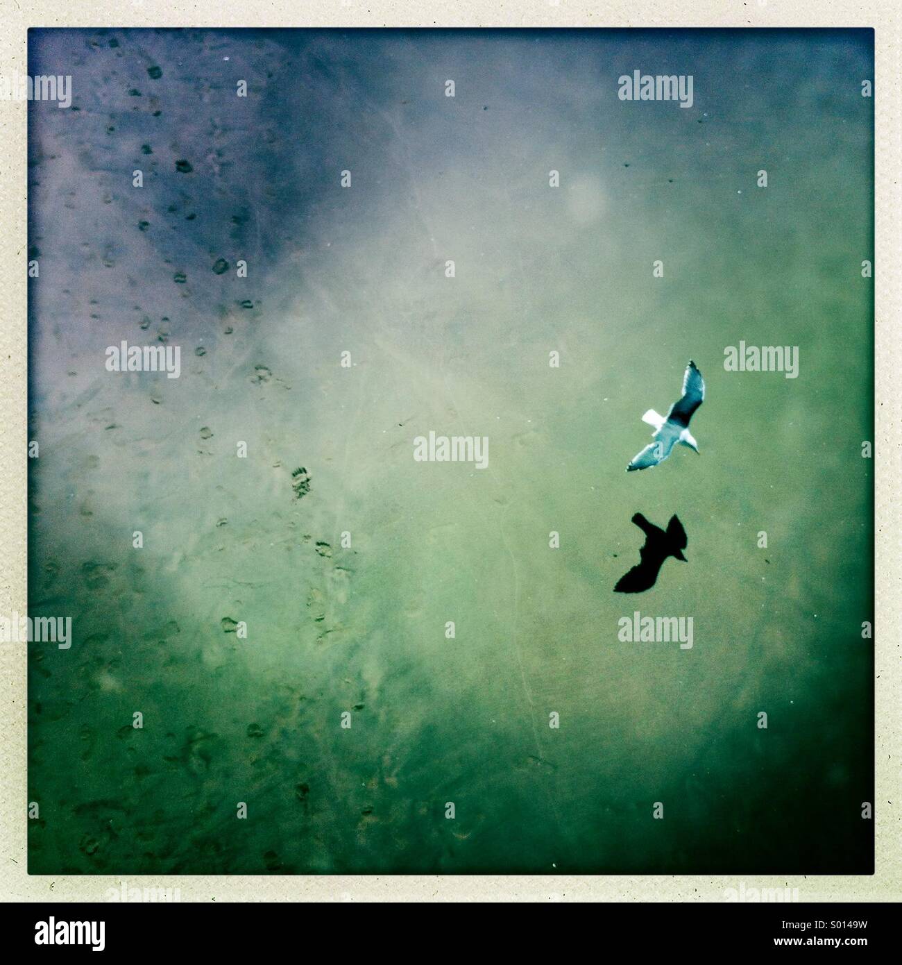 A seagull flying at the beach. Manhattan Beach California USA Stock ...