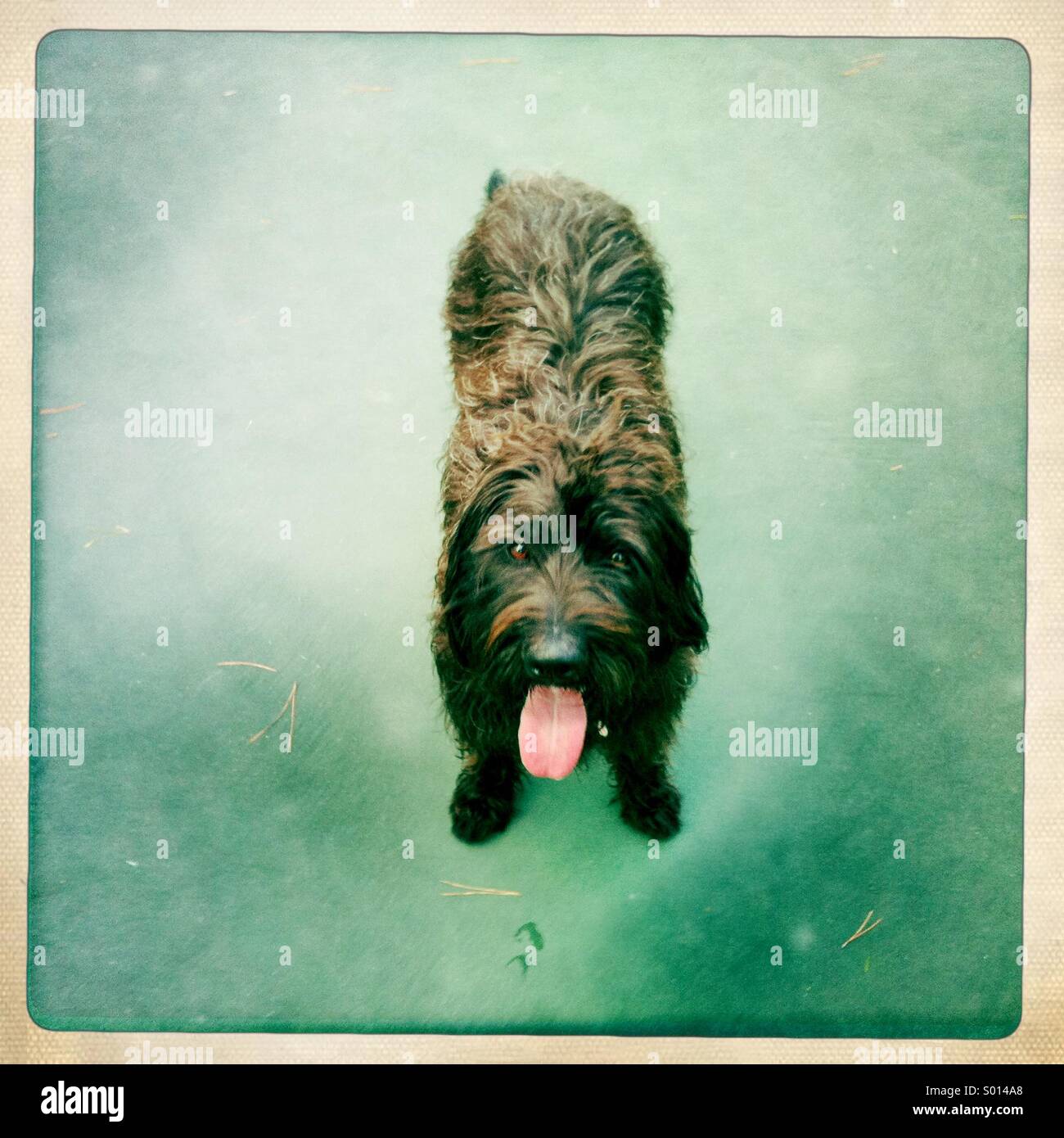 A black happy labradoodle dog Stock Photo - Alamy