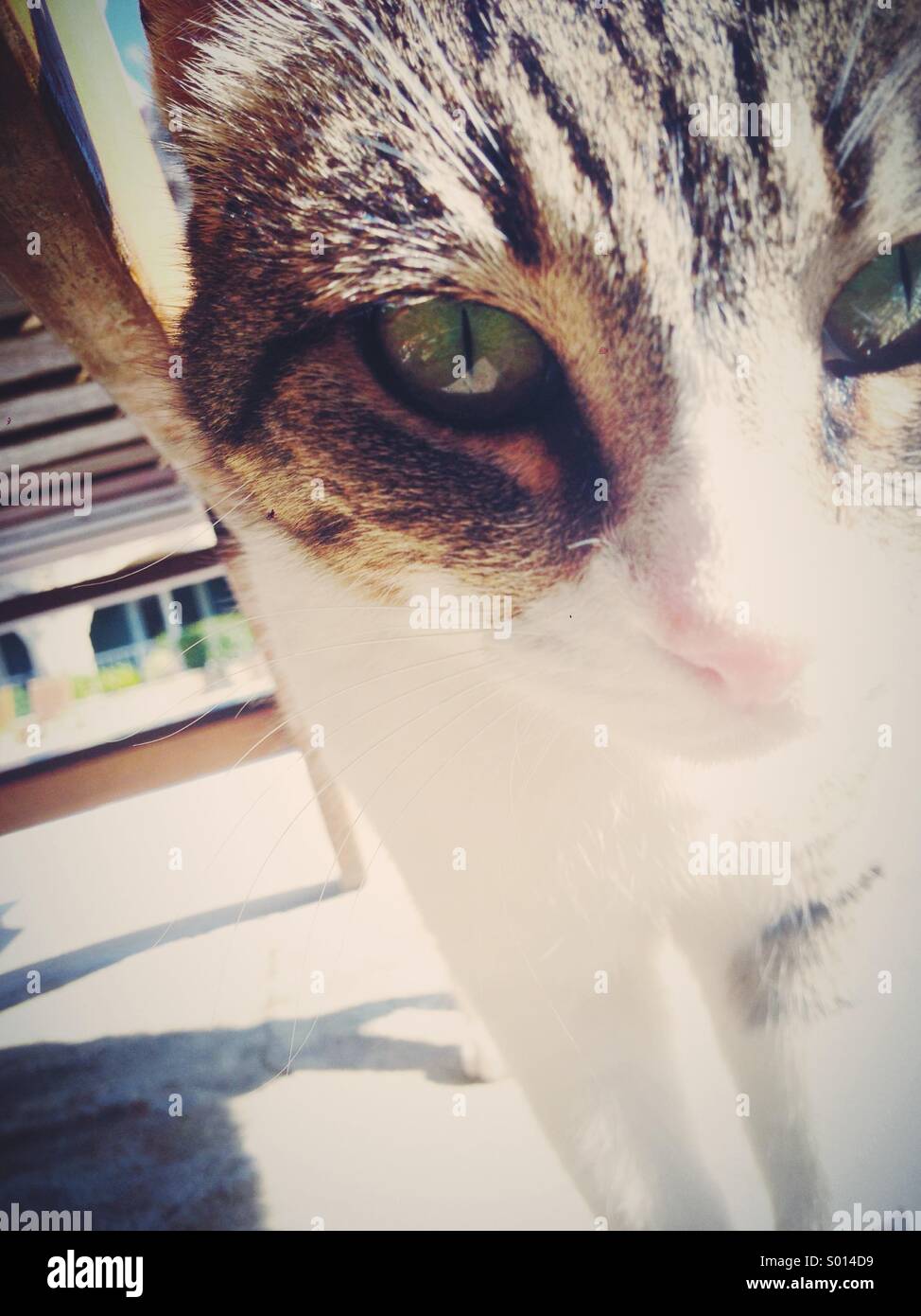 Cat close up eyes hi-res stock photography and images - Alamy