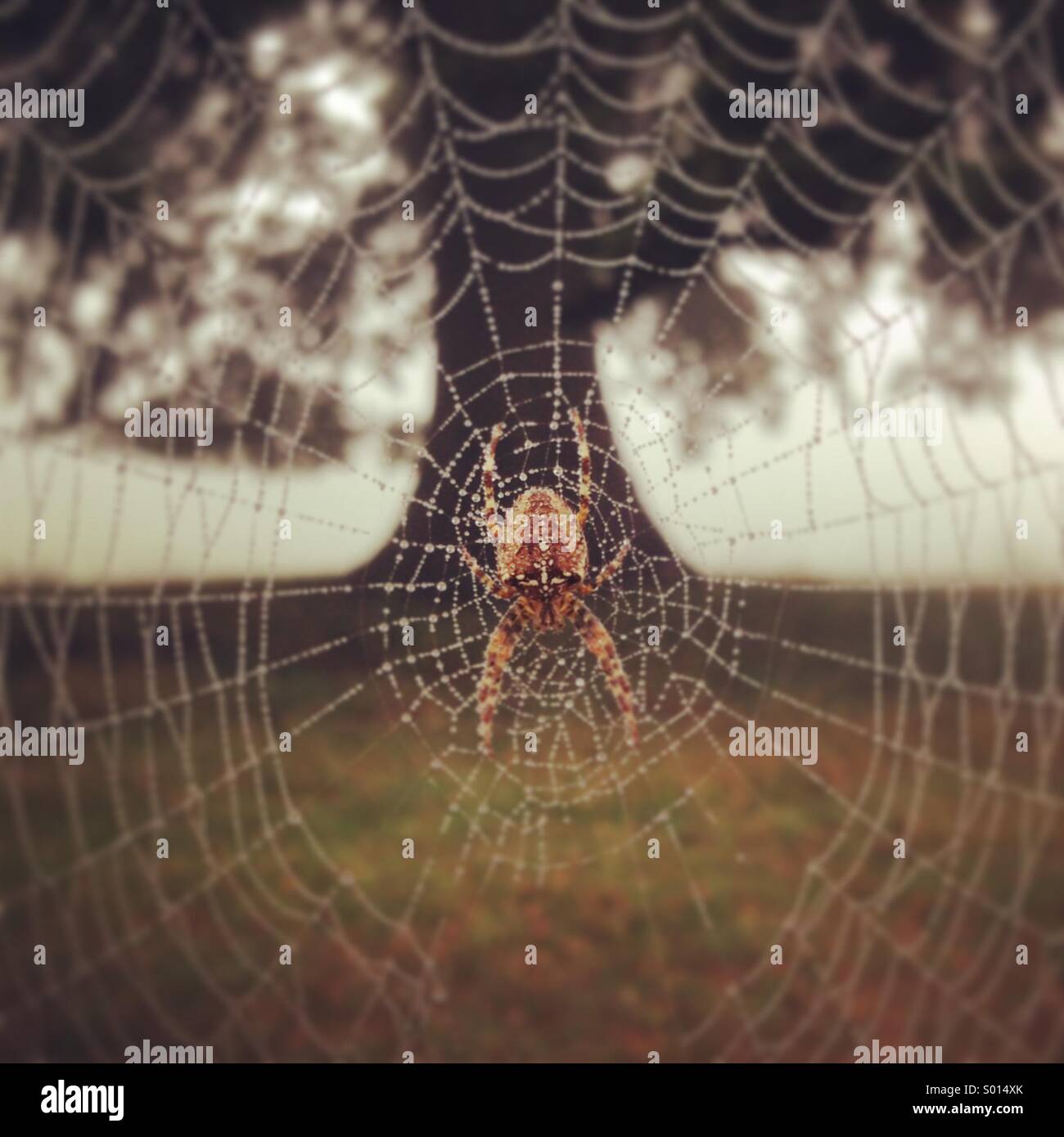 Spider web tree hi-res stock photography and images - Alamy