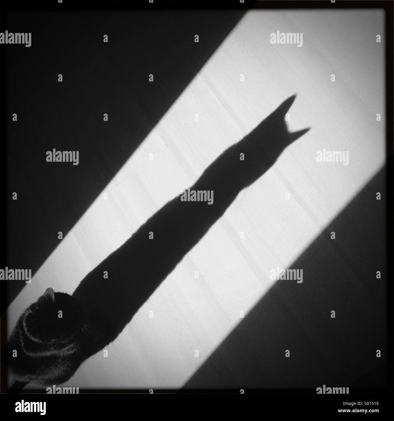 Catman hi-res stock photography and images - Alamy