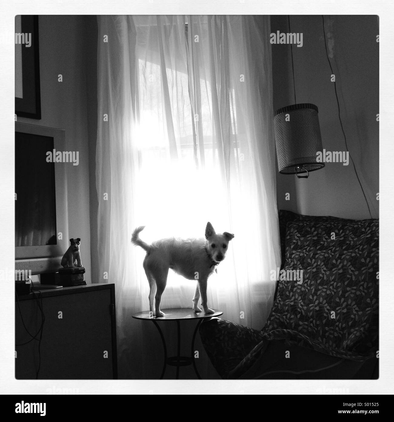 Jack Russell on table Stock Photo - Alamy