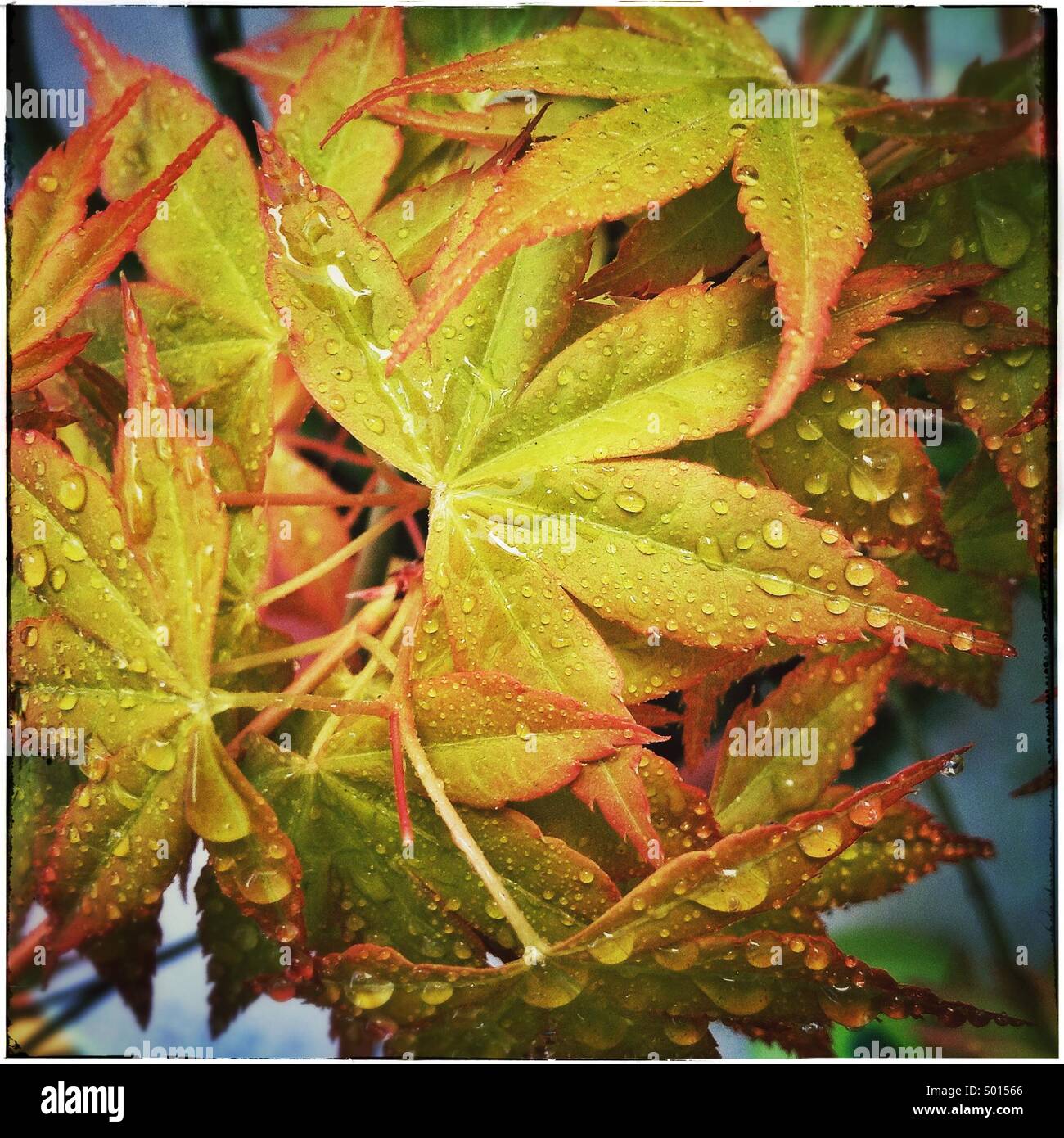 Yellow japanese maple leaves. Acer japonicum leaf Stock Photo - Alamy