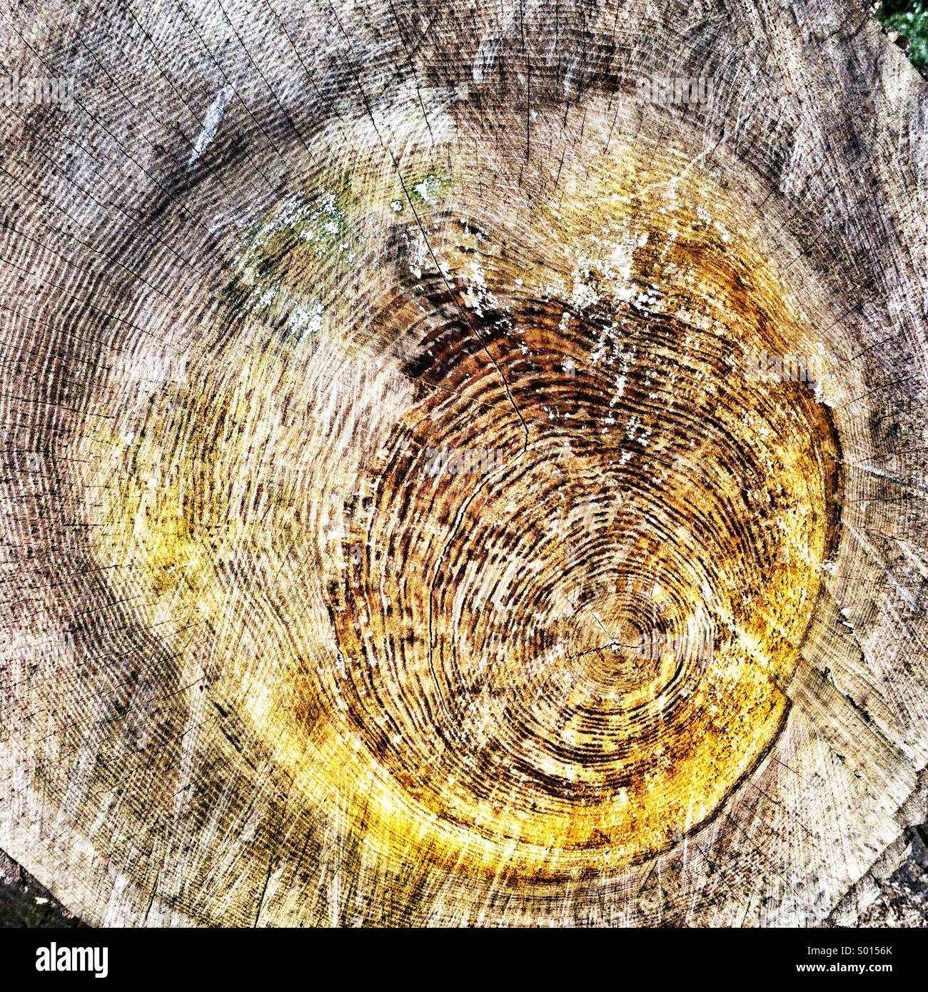 Tree rings hi-res stock photography and images - Alamy