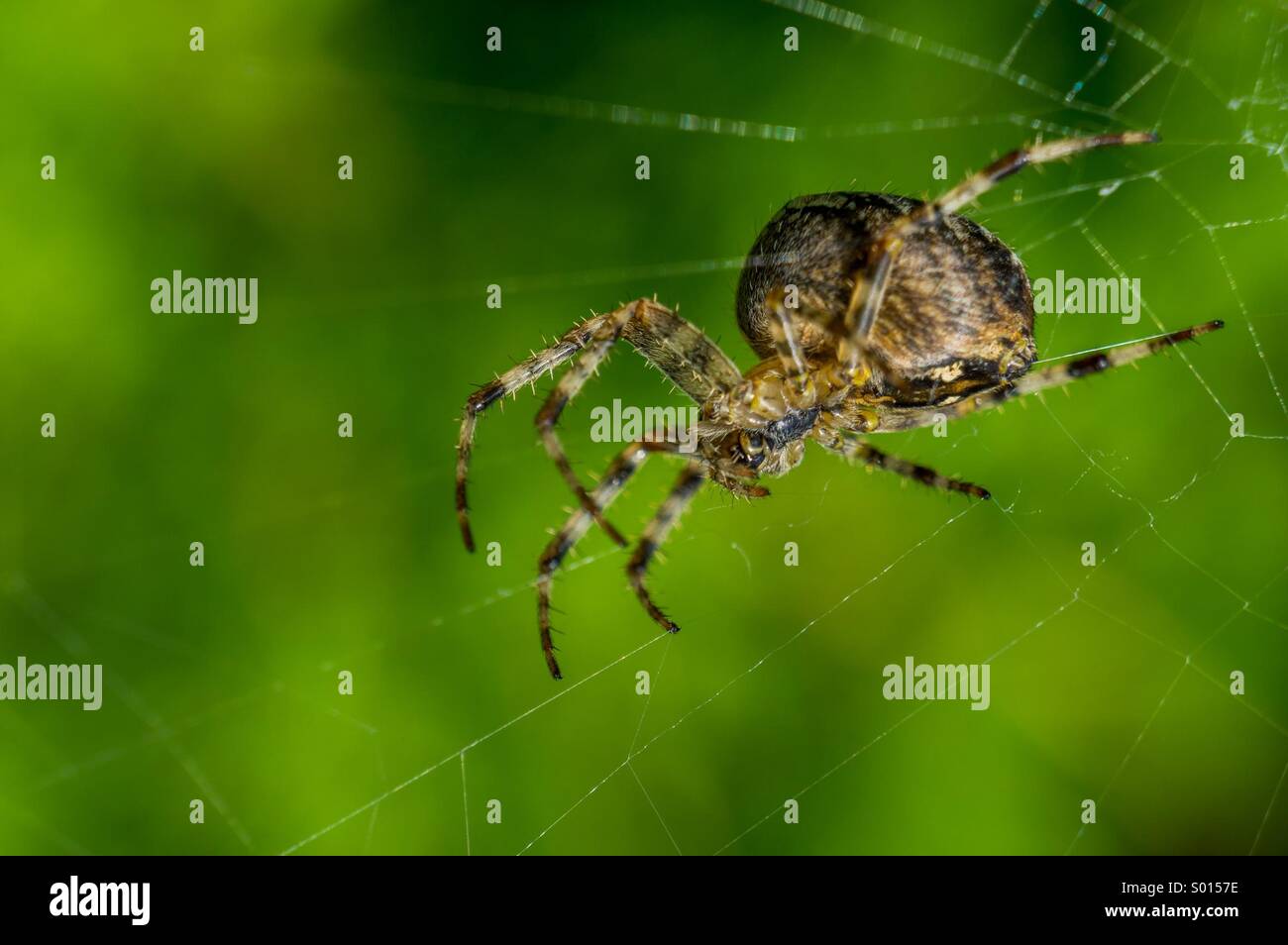 Cross web hi-res stock photography and images - Alamy