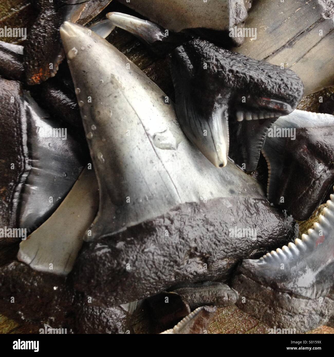 Fossilized sharks teeth Stock Photo - Alamy
