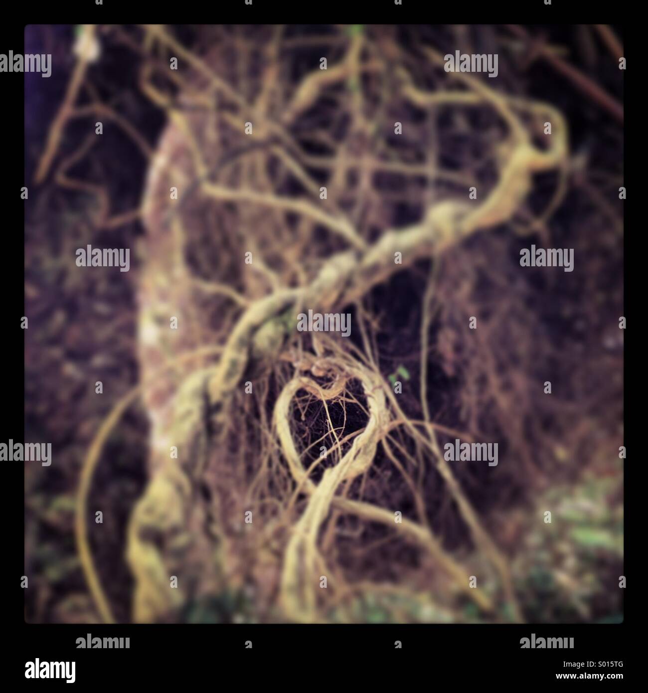 A vine forms the shape of a heart Stock Photo - Alamy