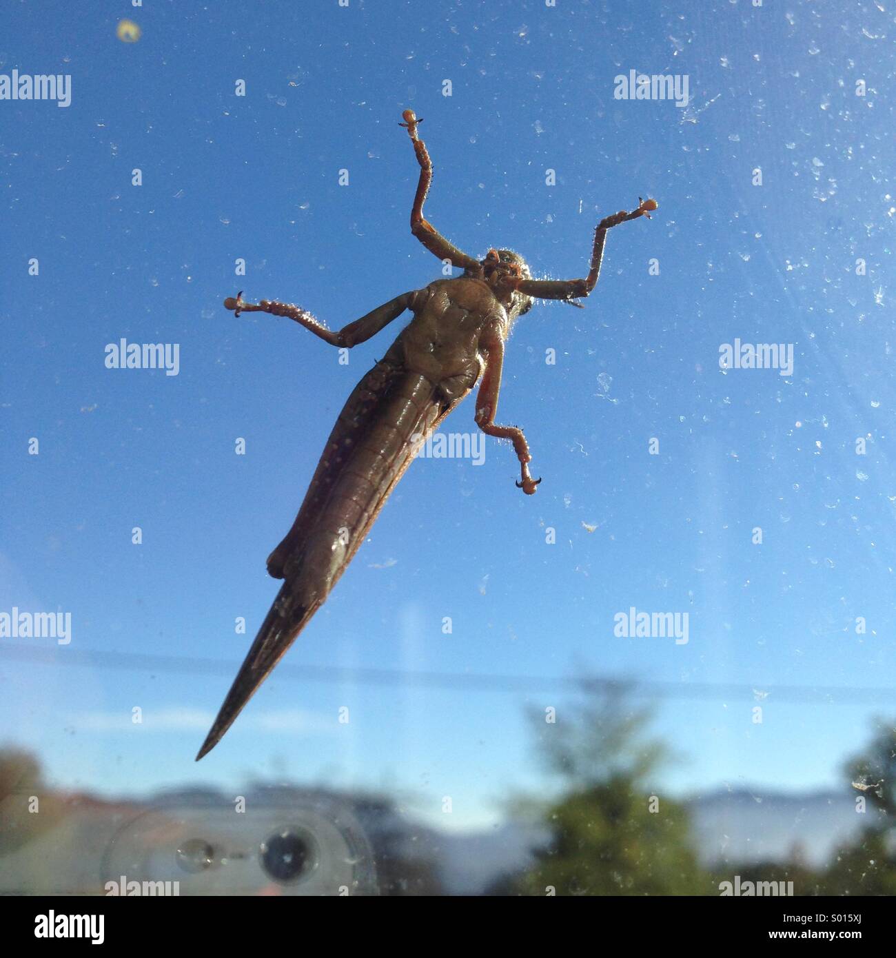 Grasshopper on a window Stock Photo - Alamy