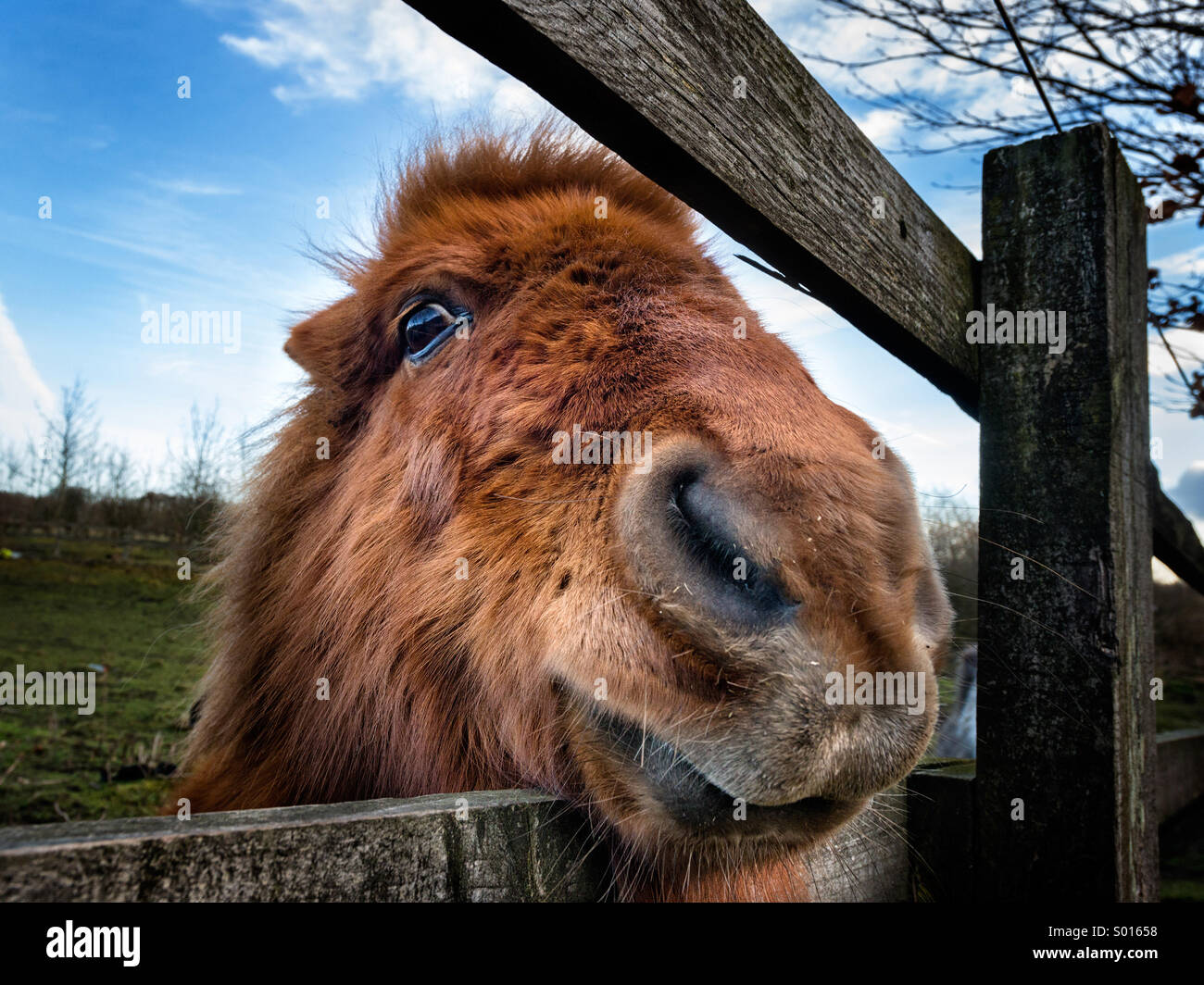 Shetland pony face close up hi-res stock photography and images - Alamy