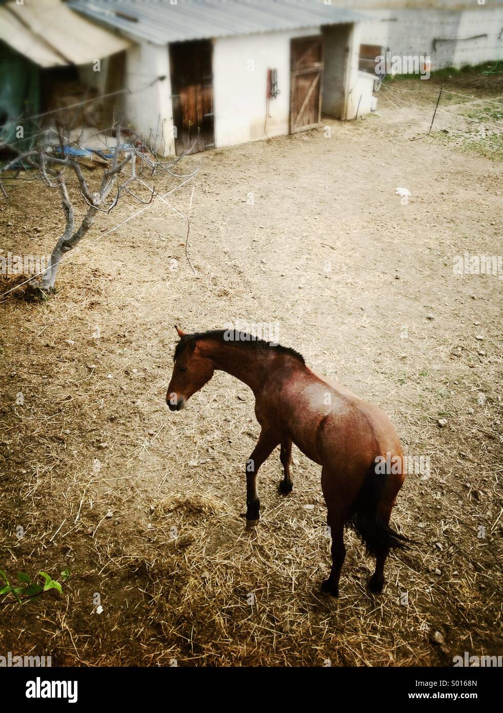 Young horse with stable in background Stock Photo - Alamy