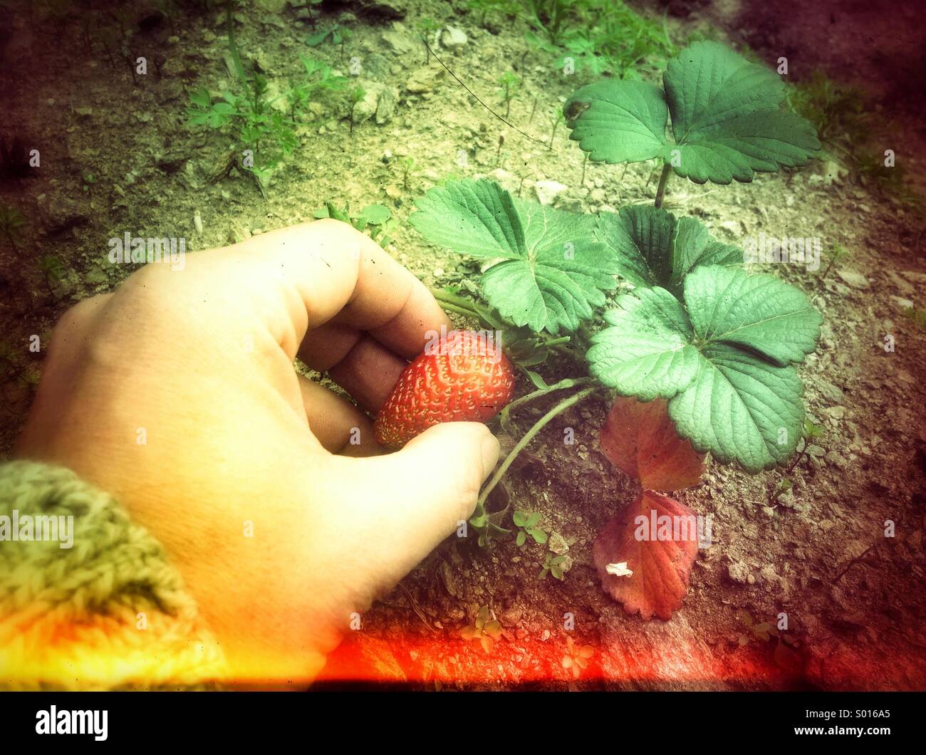 Hand picking strawberries Stock Photo - Alamy