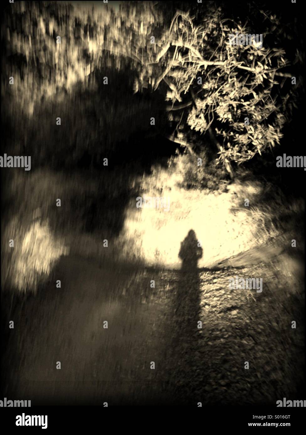 Trees light shadow in hi-res stock photography and images - Alamy
