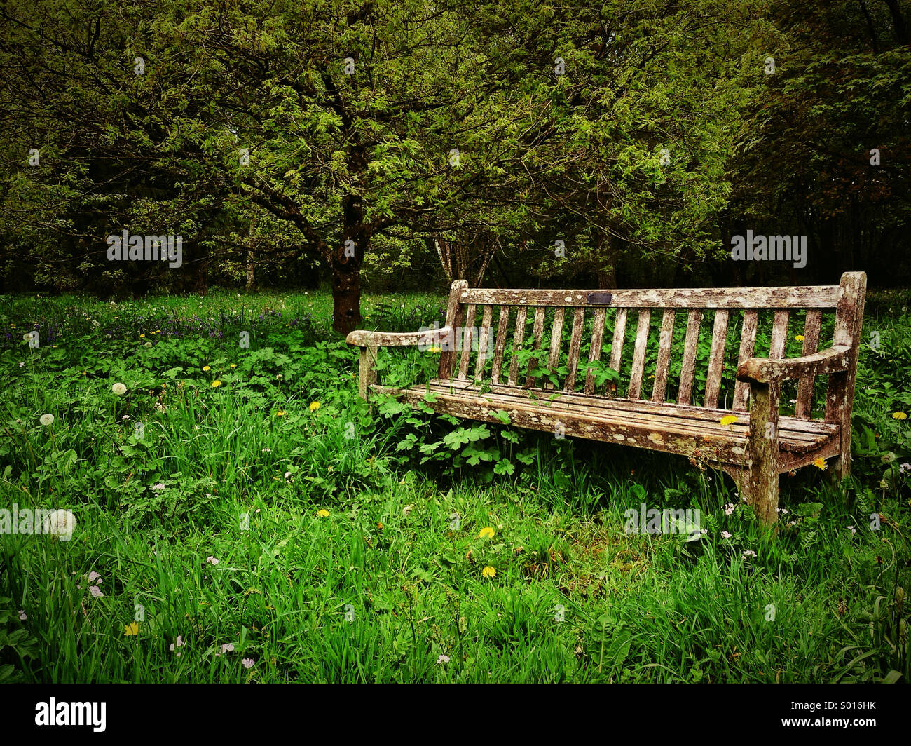 Bench amongst lush, green, spring Forest Stock Photo - Alamy