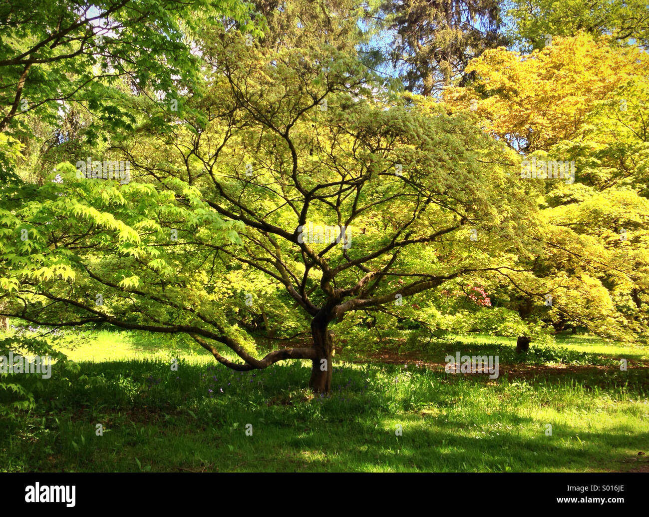 Spring scenery in Forest Stock Photo - Alamy