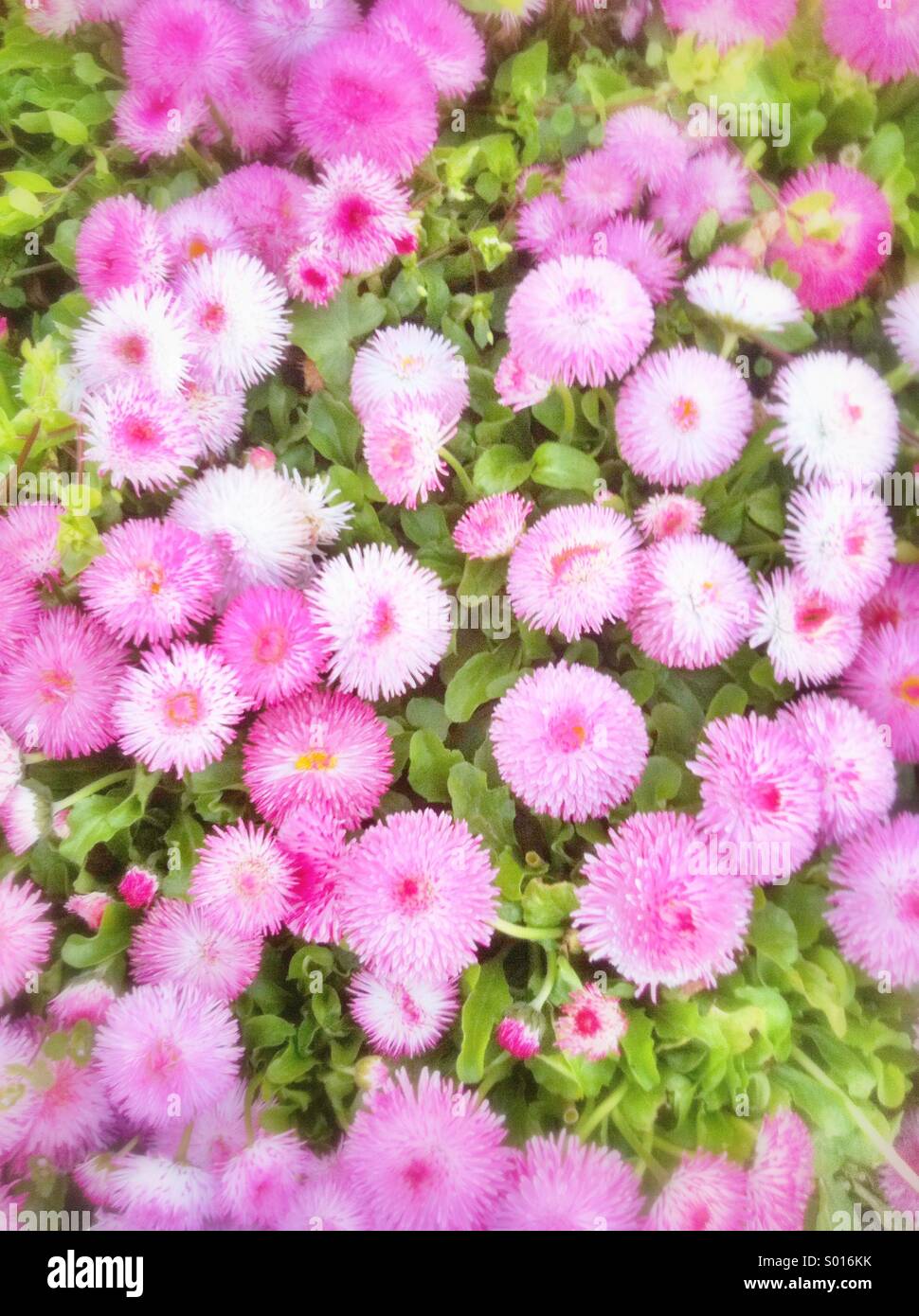 Pink Aster Flowers Stock Photos & Pink Aster Flowers Stock Images - Alamy