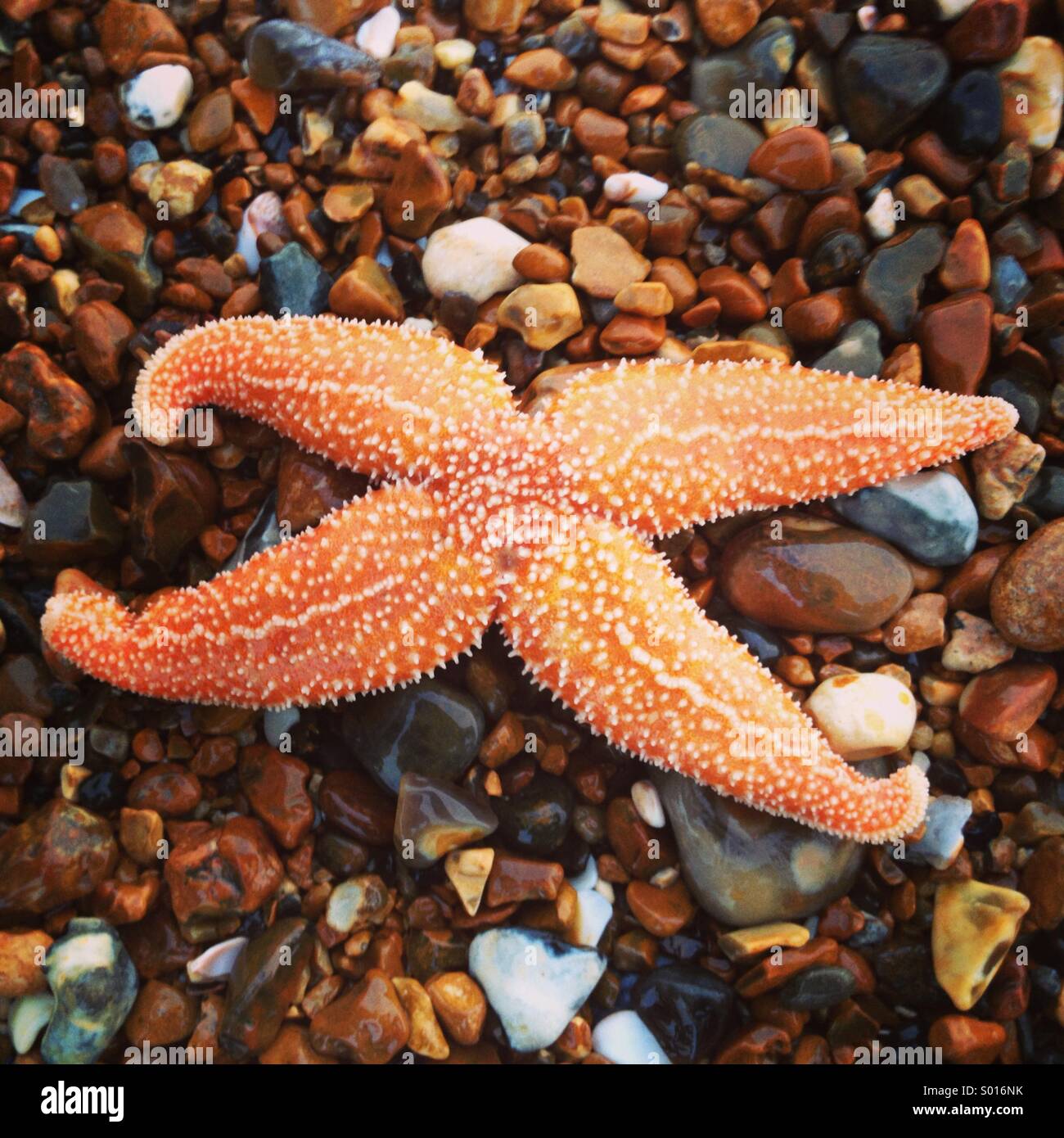 Fish pebbles hi-res stock photography and images - Alamy