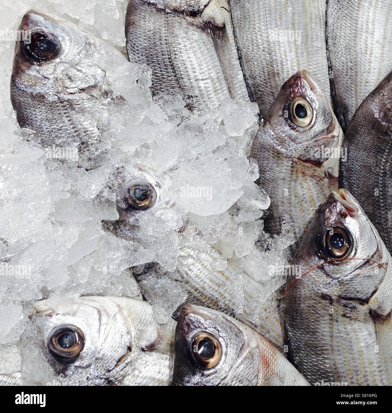 Fresh frozen fish hi-res stock photography and images - Alamy
