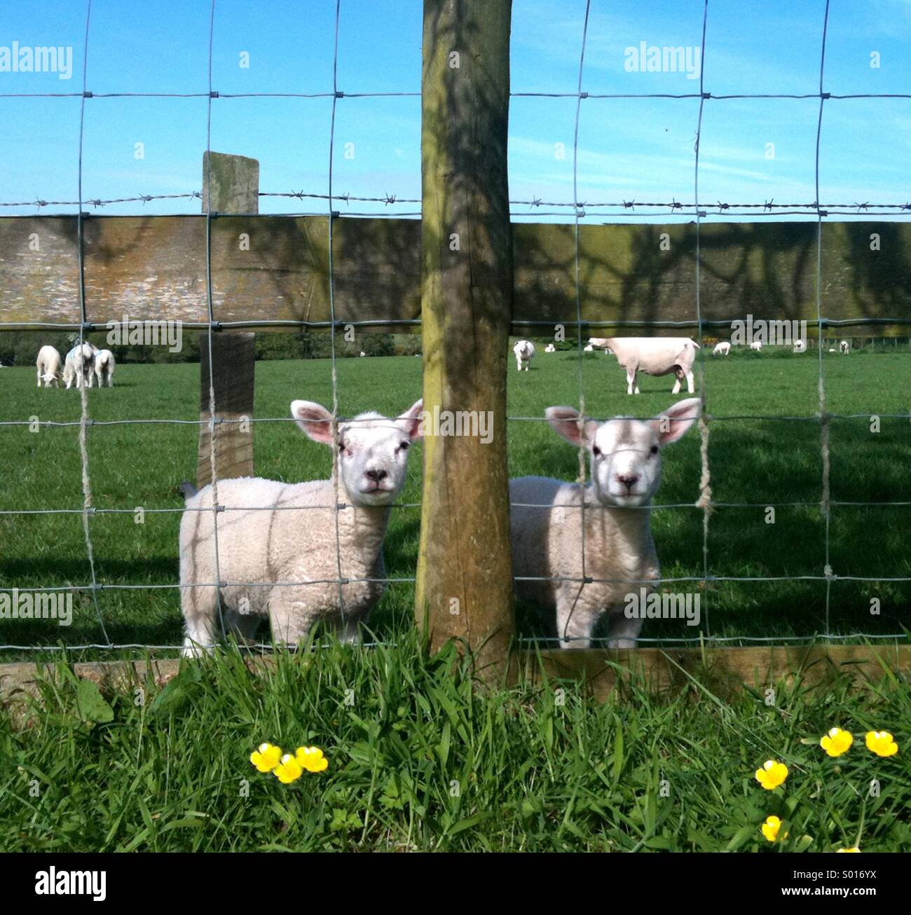 Two little lambs watching behind fence Stock Photo - Alamy