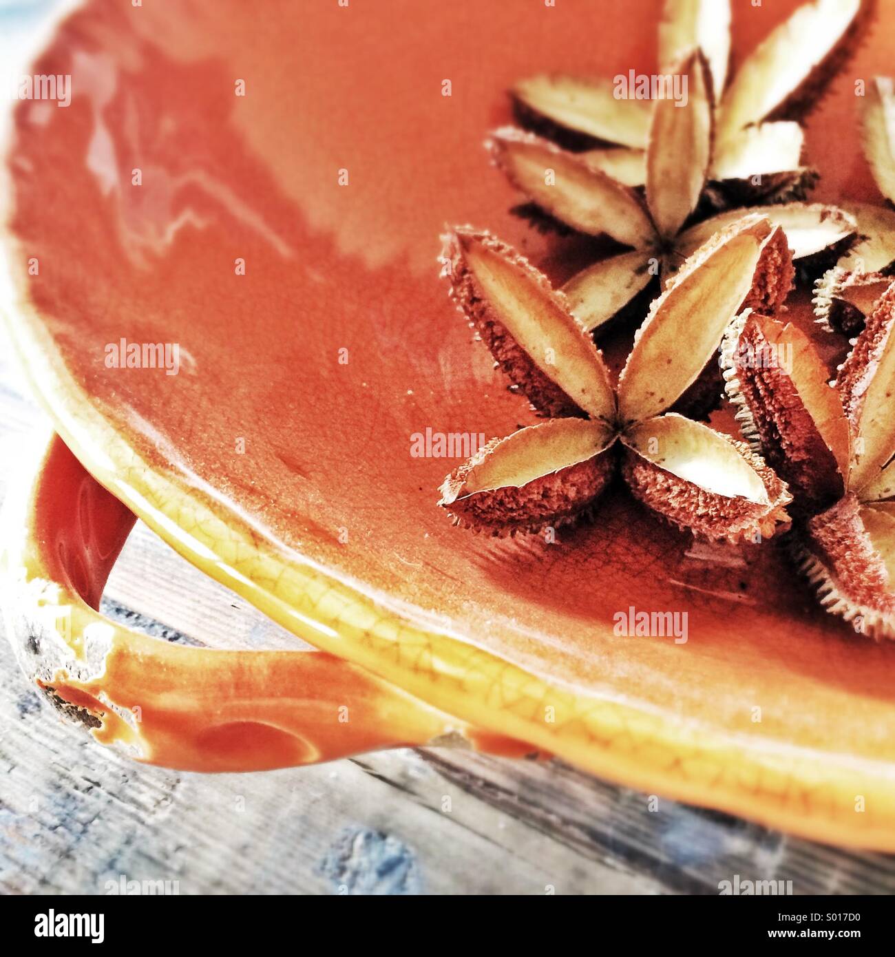 Large Seed Pods High Resolution Stock Photography and Images - Alamy