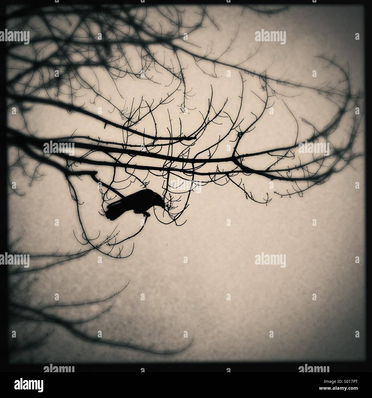 Crow perched on bare tree branches, looking down Stock Photo - Alamy