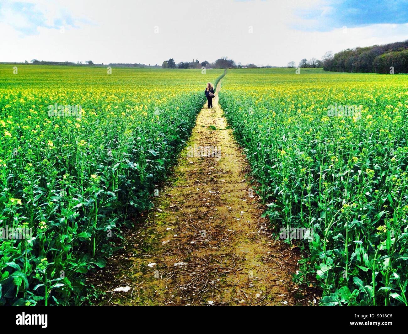 Figure on country lane through rapeseed field, Kent, UK Stock Photo - Alamy