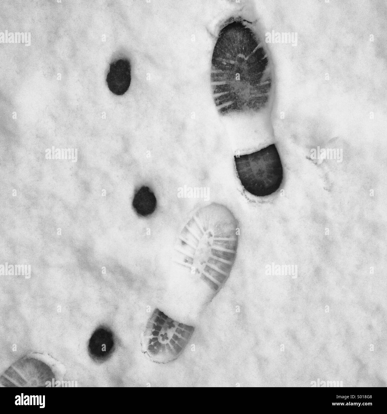 Big cat footprints hi-res stock photography and images - Alamy