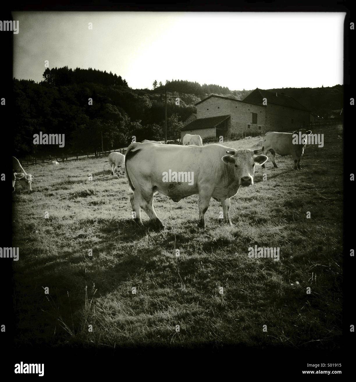 Charollais cows hi-res stock photography and images - Alamy