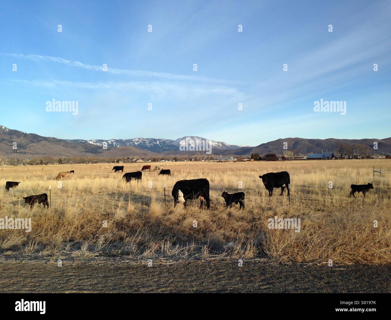 Cows grazing in northern Nevada Stock Photo - Alamy