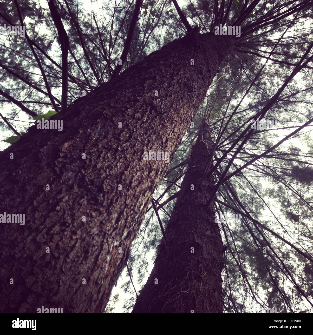 Tall Branches High Resolution Stock Photography and Images - Alamy