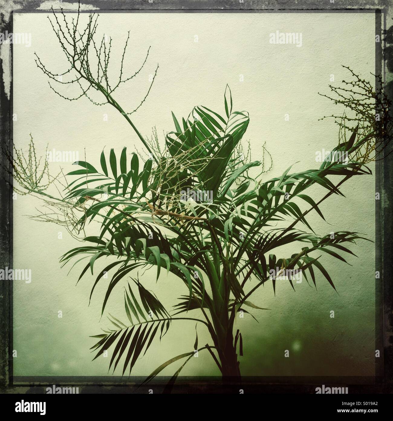 Kentia palm tree hi-res stock photography and images - Alamy