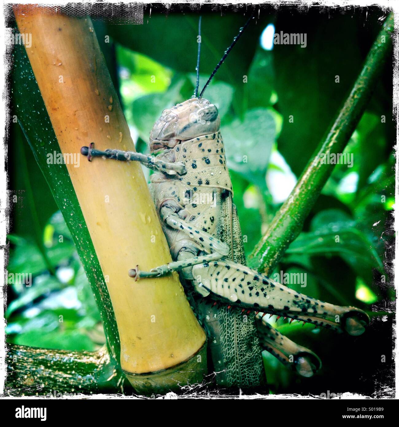 Grass hopper hi-res stock photography and images - Alamy