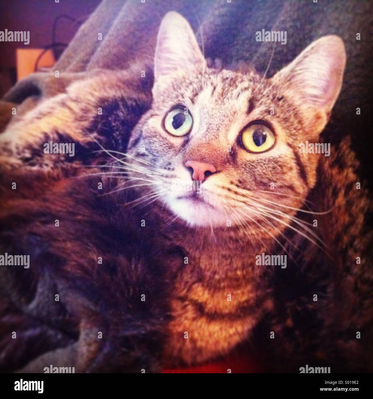 Fashion cat hi-res stock photography and images - Alamy