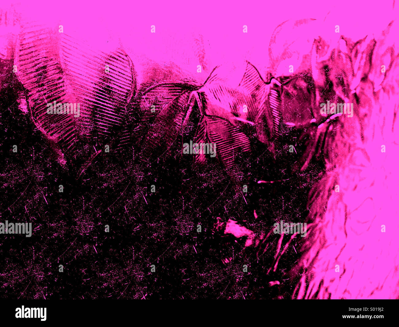 Pink Storm High Resolution Stock Photography and Images - Alamy