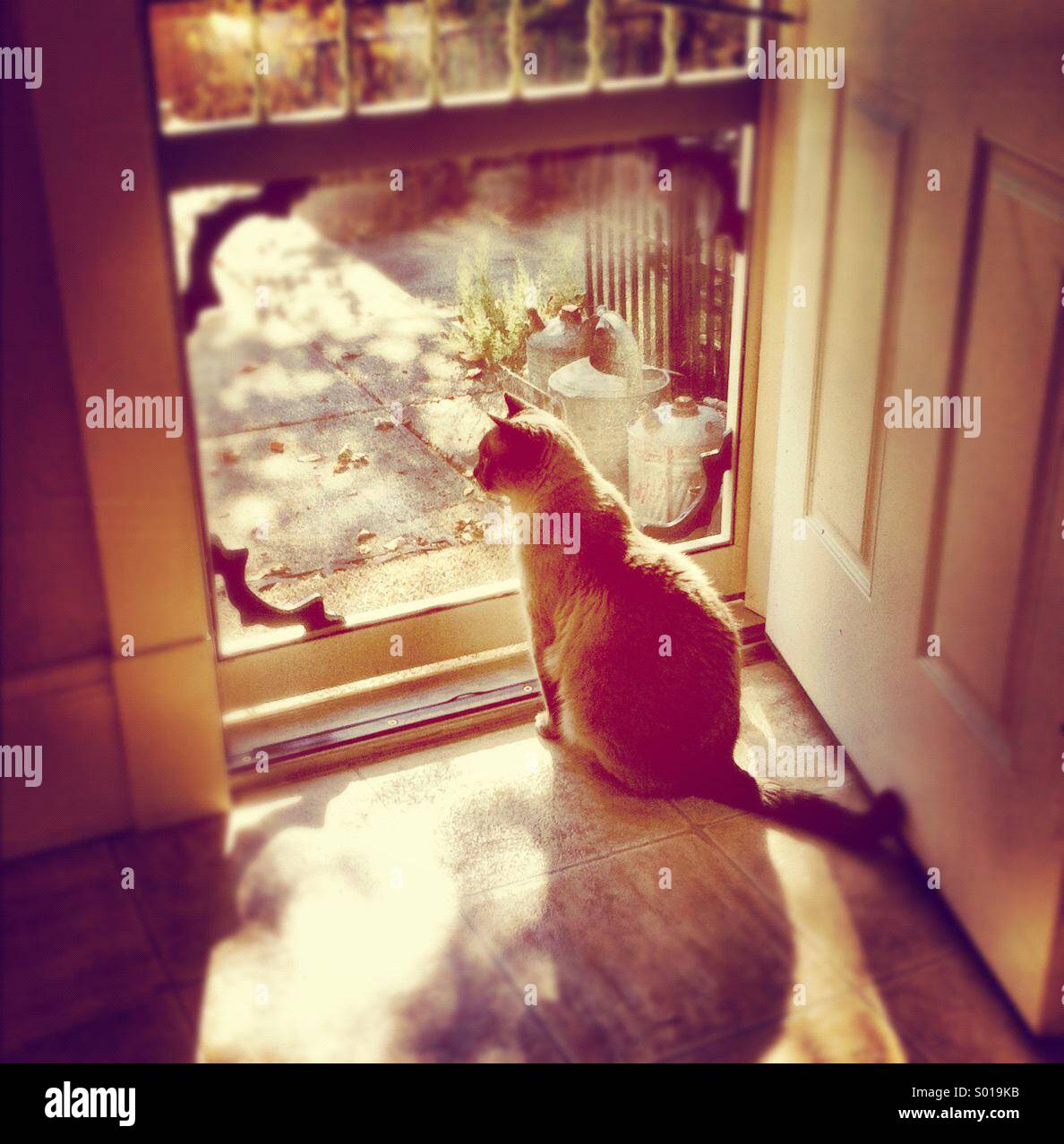 Cat Through Cat Door High Resolution Stock Photography and Images - Alamy