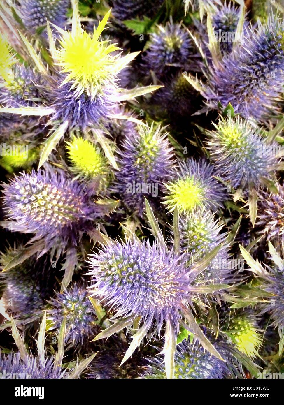 Eryngium flowers close up. Also known a Orion thistle Stock Photo - Alamy
